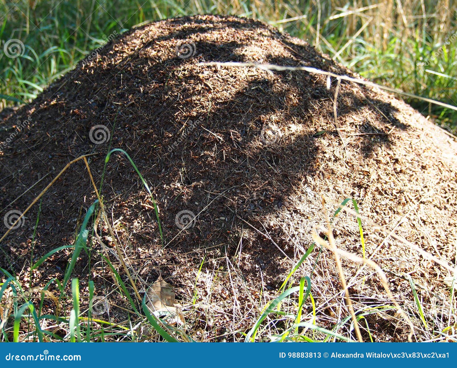 Anthill stock image. Image of anthill, forest, woods - 98883813