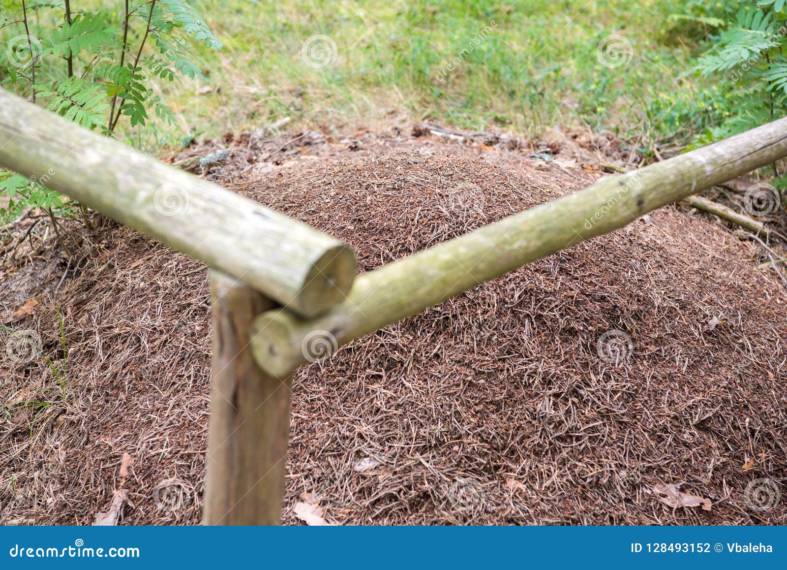 Big anthill in the woods. stock photo. Image of summer - 128493152