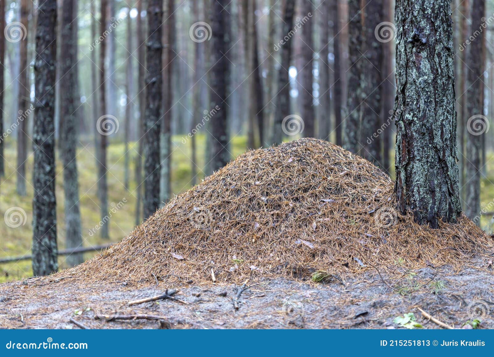 Big Anthill In The Woods With Colony Of Ants In Summer Forest Royalty ...
