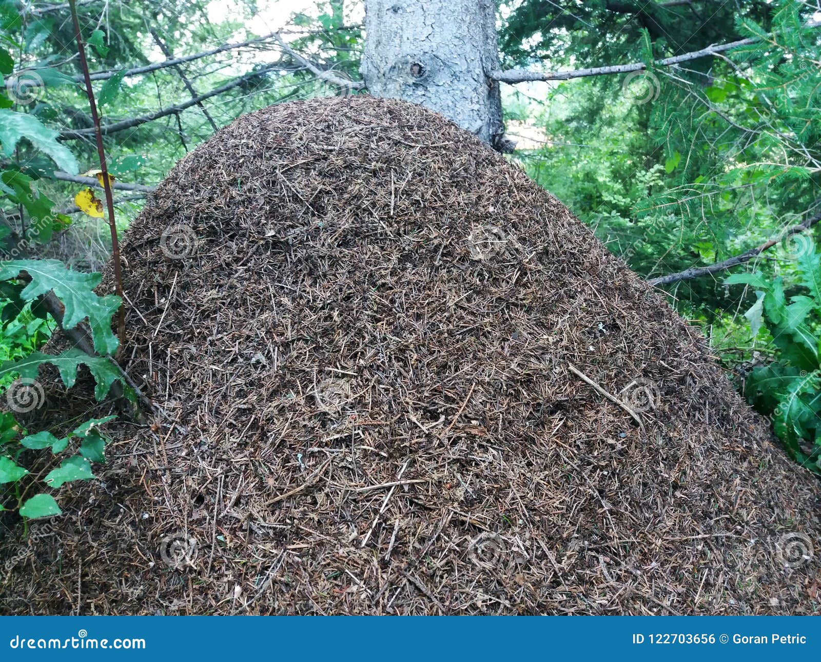 Big Ants in the Forest on the Mountain Stock Photo - Image of closeup ...