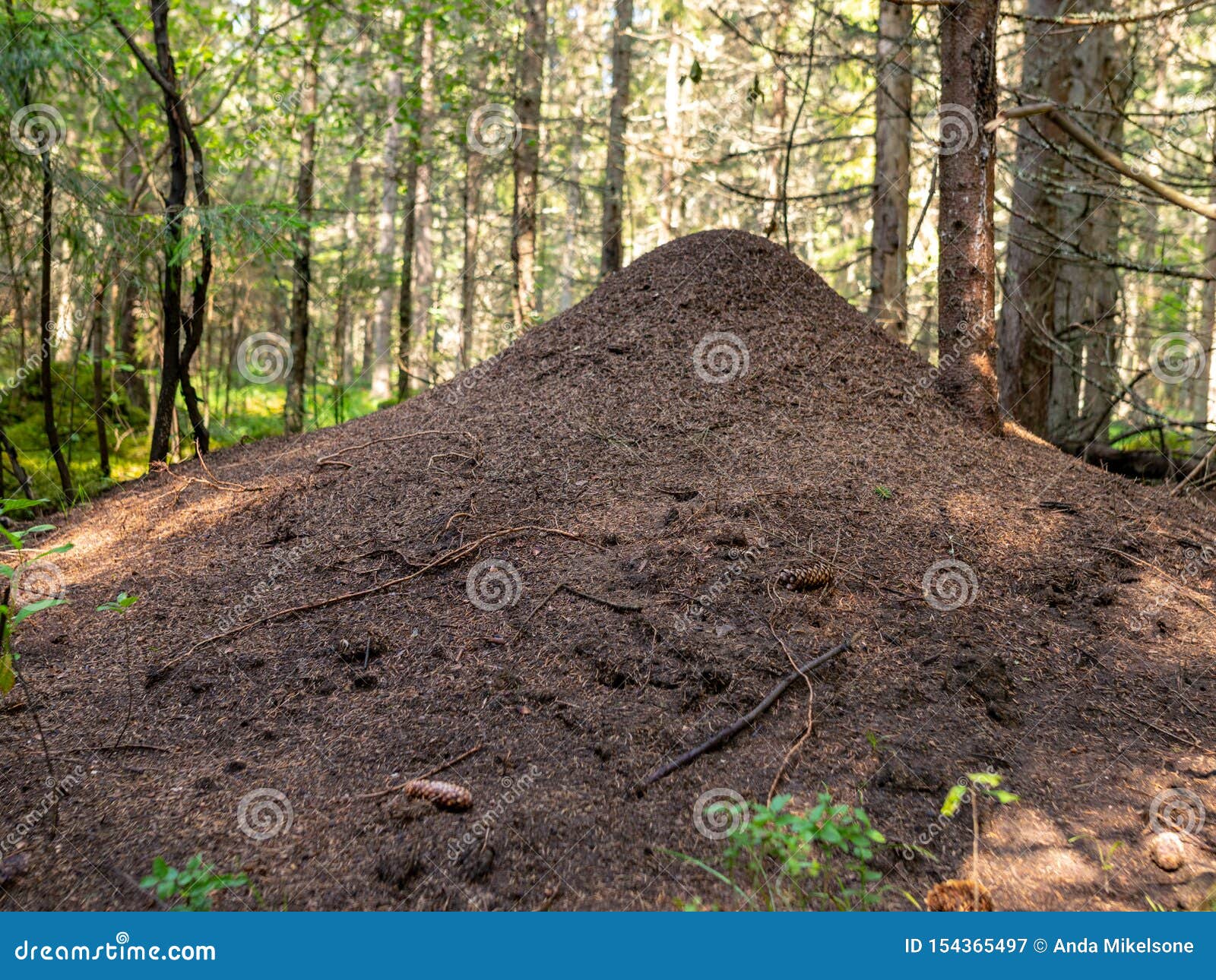 Big Ants House in the Forest Stock Image - Image of autumn, house ...