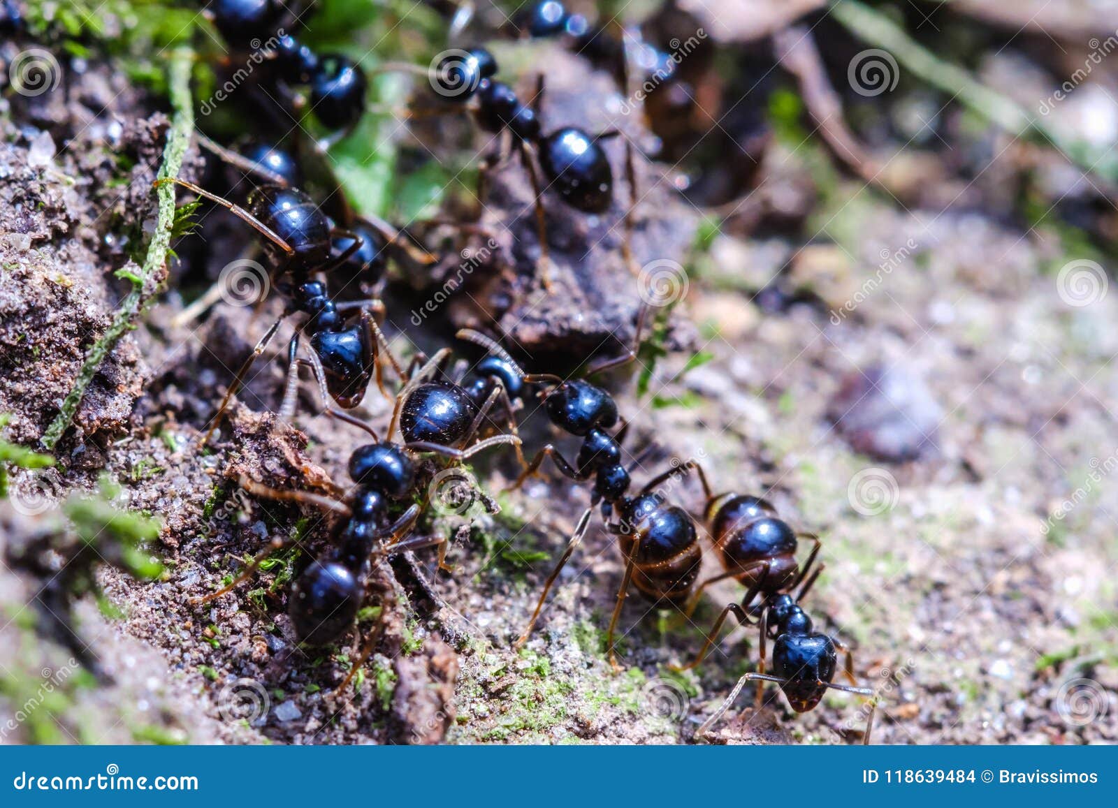 Big Ants Inside the Nest, Ant Workers in Colony Stock Photo - Image of ...