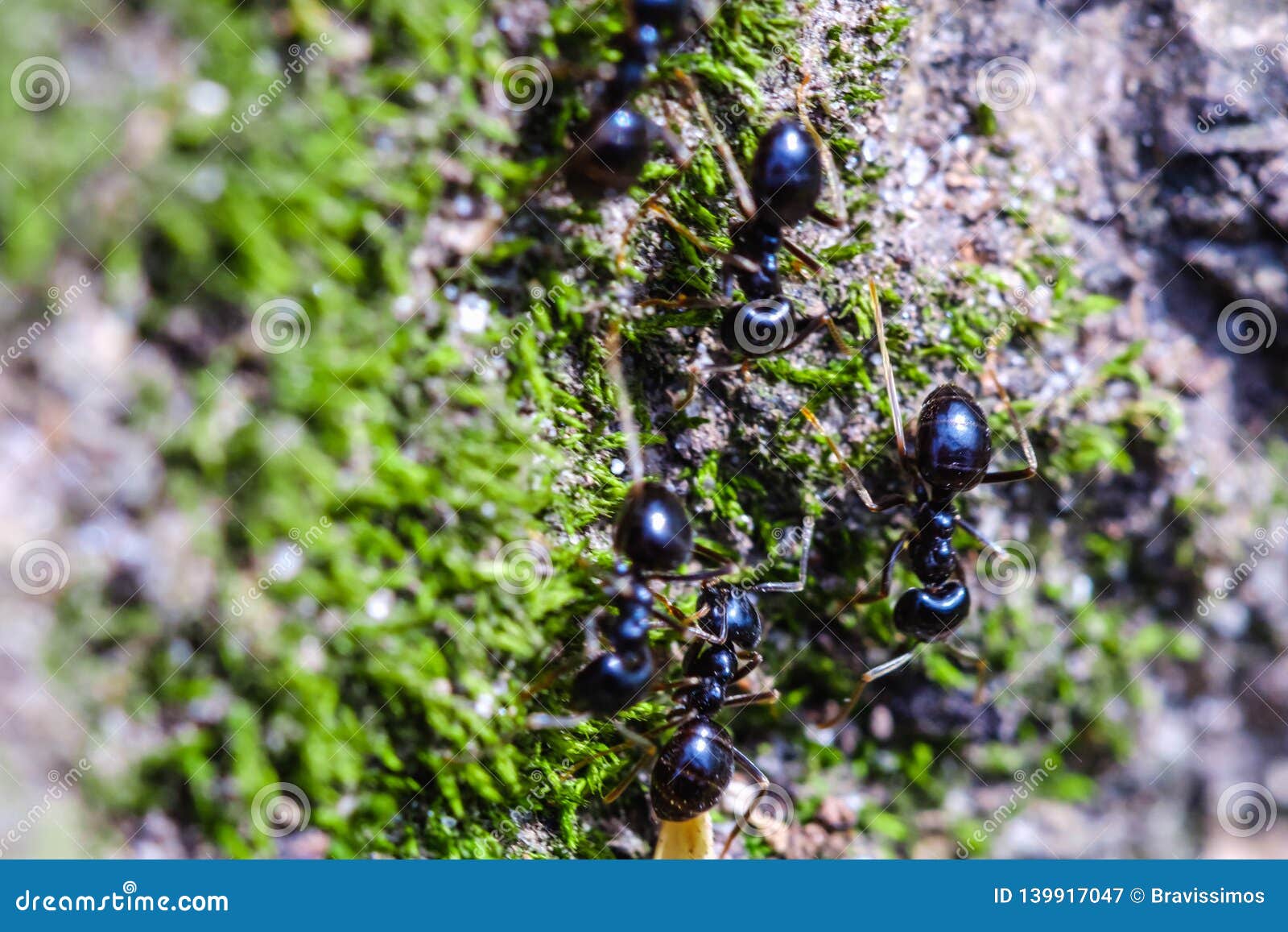 Big Ants Inside the Nest, Ant Workers in Colony, Macro Close-up Stock ...