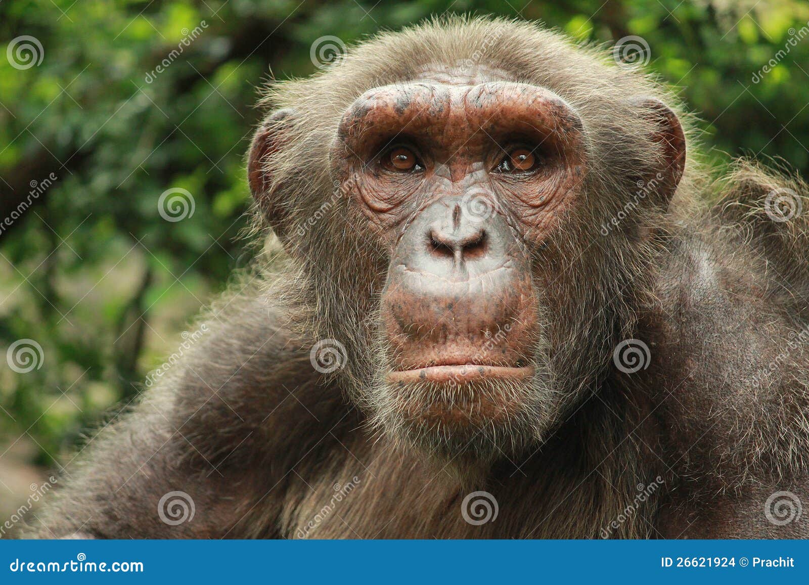 Big ape looking stock photo. Image of black, sitting - 26621924
