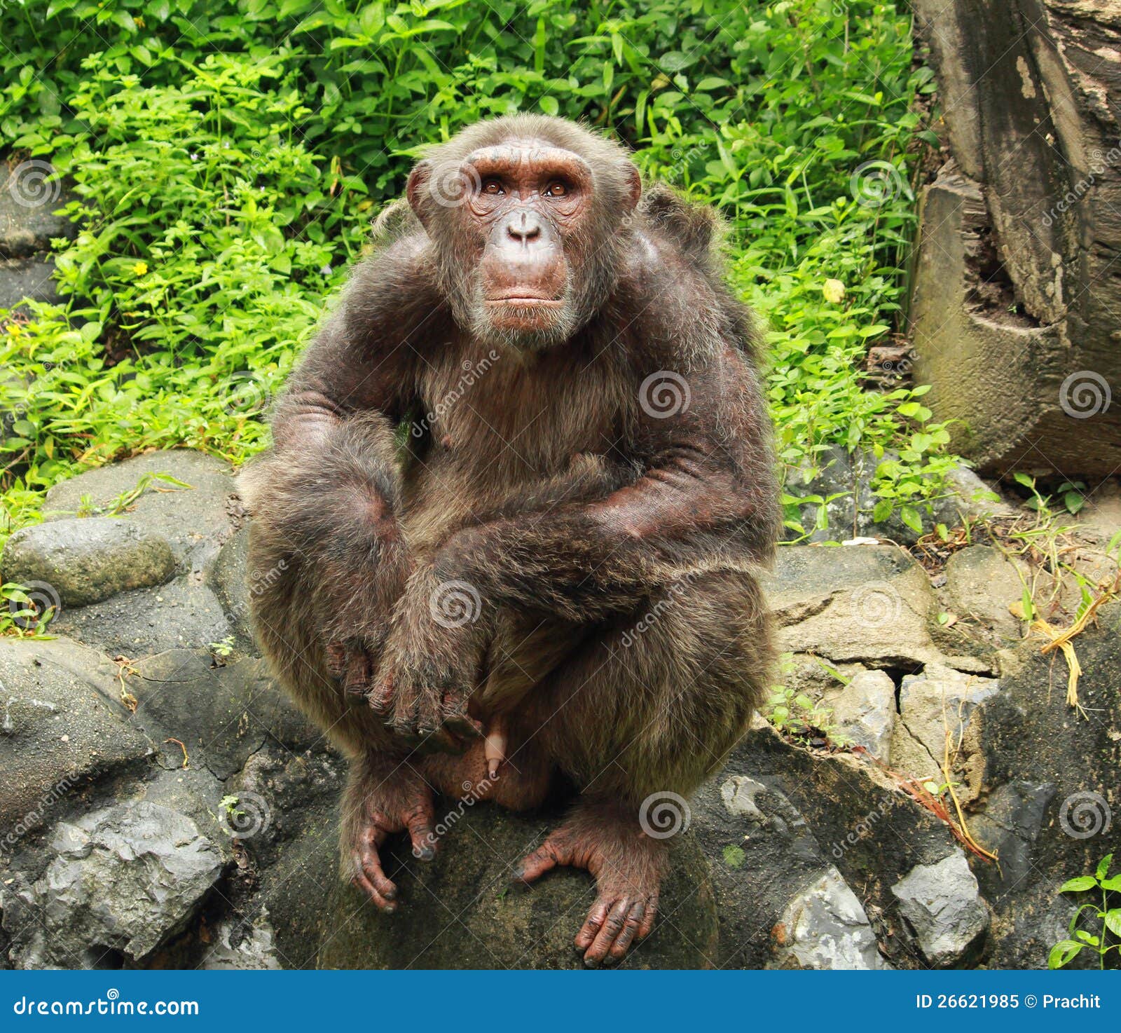 Big ape looking stock image. Image of black, front, view - 26621985