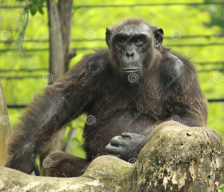 Big ape on the rock stock photo. Image of vertebrate - 26621872