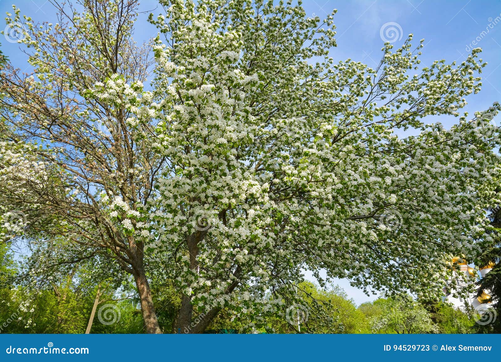 Big Apple Tree in Bloom Against a Blue Sky Stock Image - Image of ...