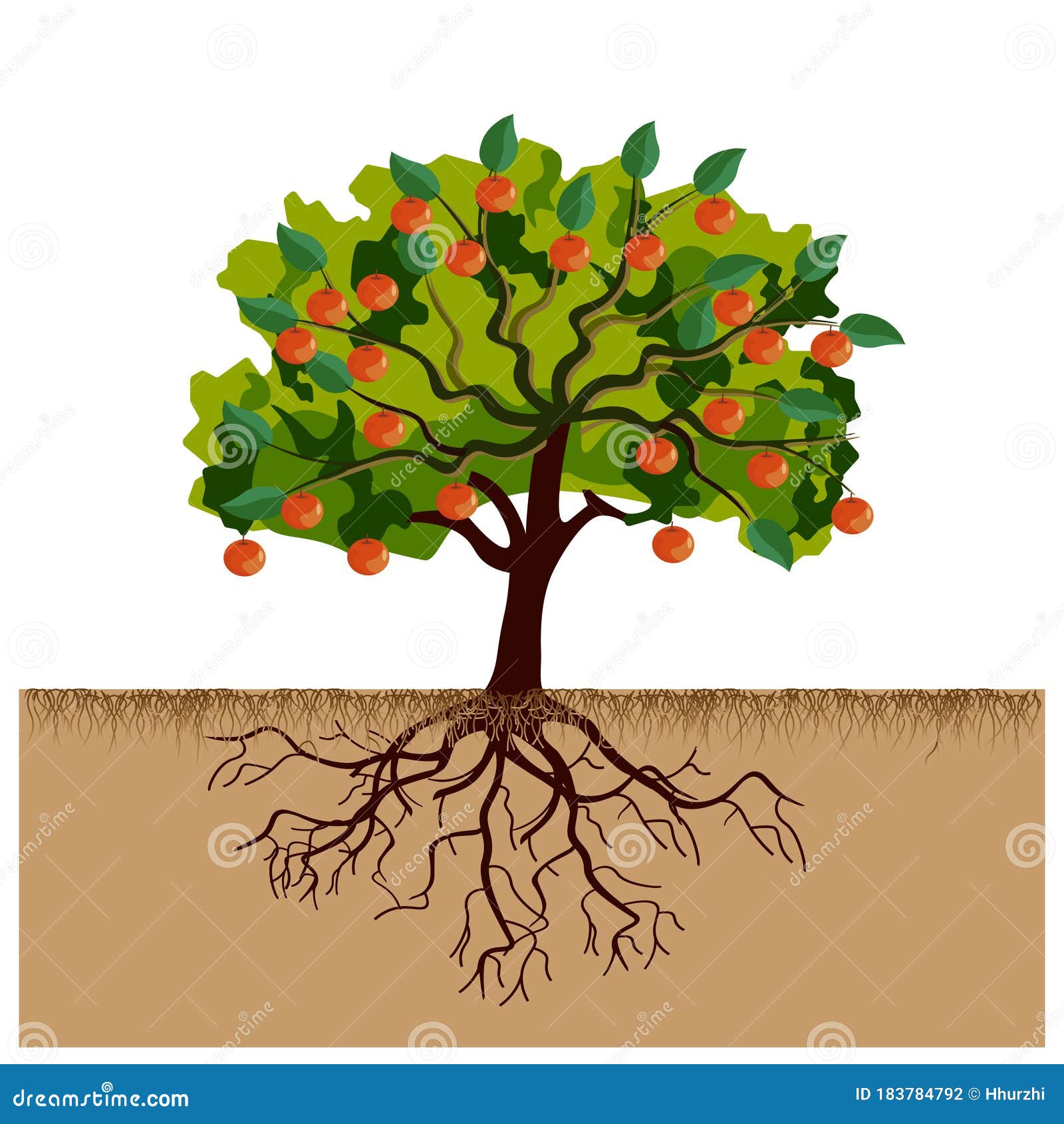 Big Apple Tree with Fruits and Roots Stock Vector - Illustration of ...