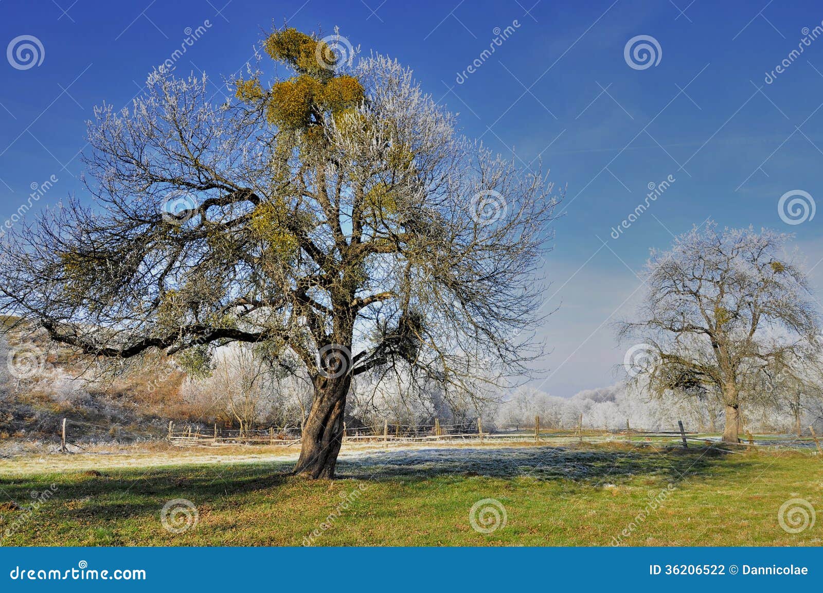 Beautiful Big Apple Tree with Mistletoe Stock Photo - Image of ...