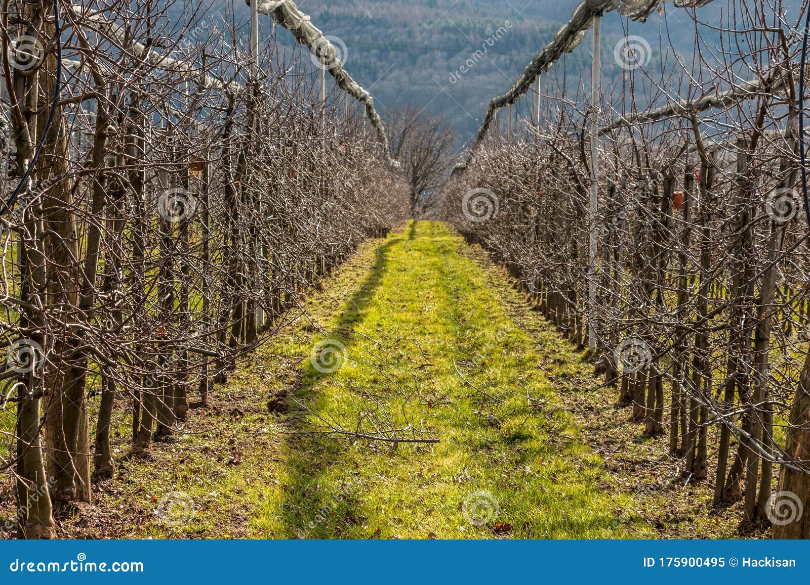 Big Apple Tree Plantation in the Middle of the Countryside Stock Image ...