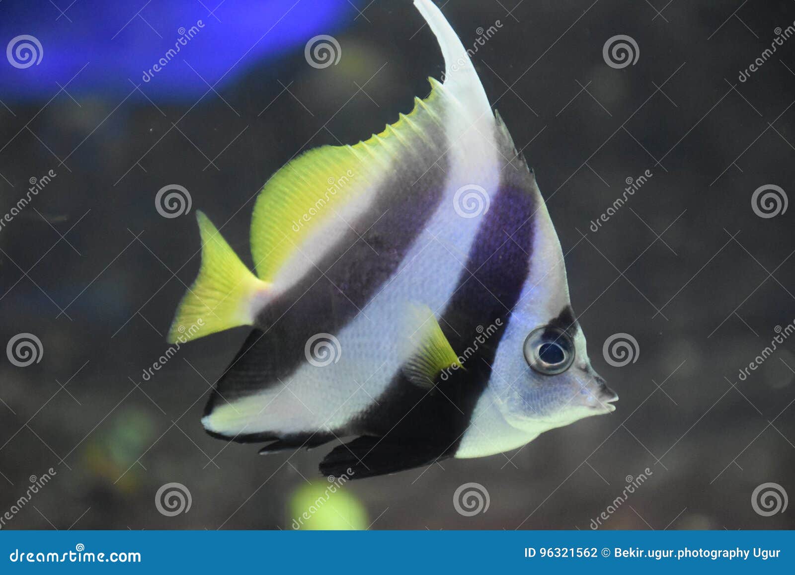Big aquarium fish stock photo. Image of ocean, illuminated - 96321562