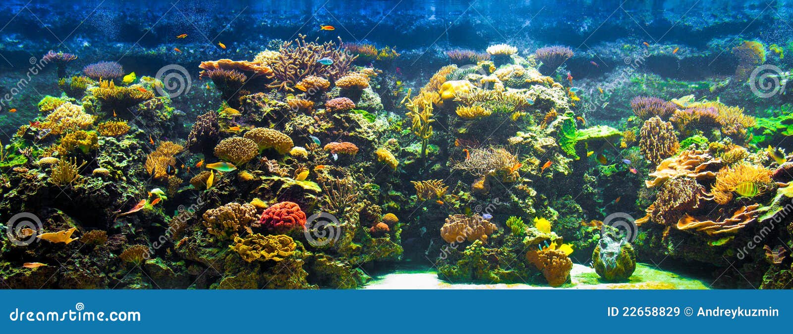 Big aquarium panorama stock image. Image of blue, colour - 22658829