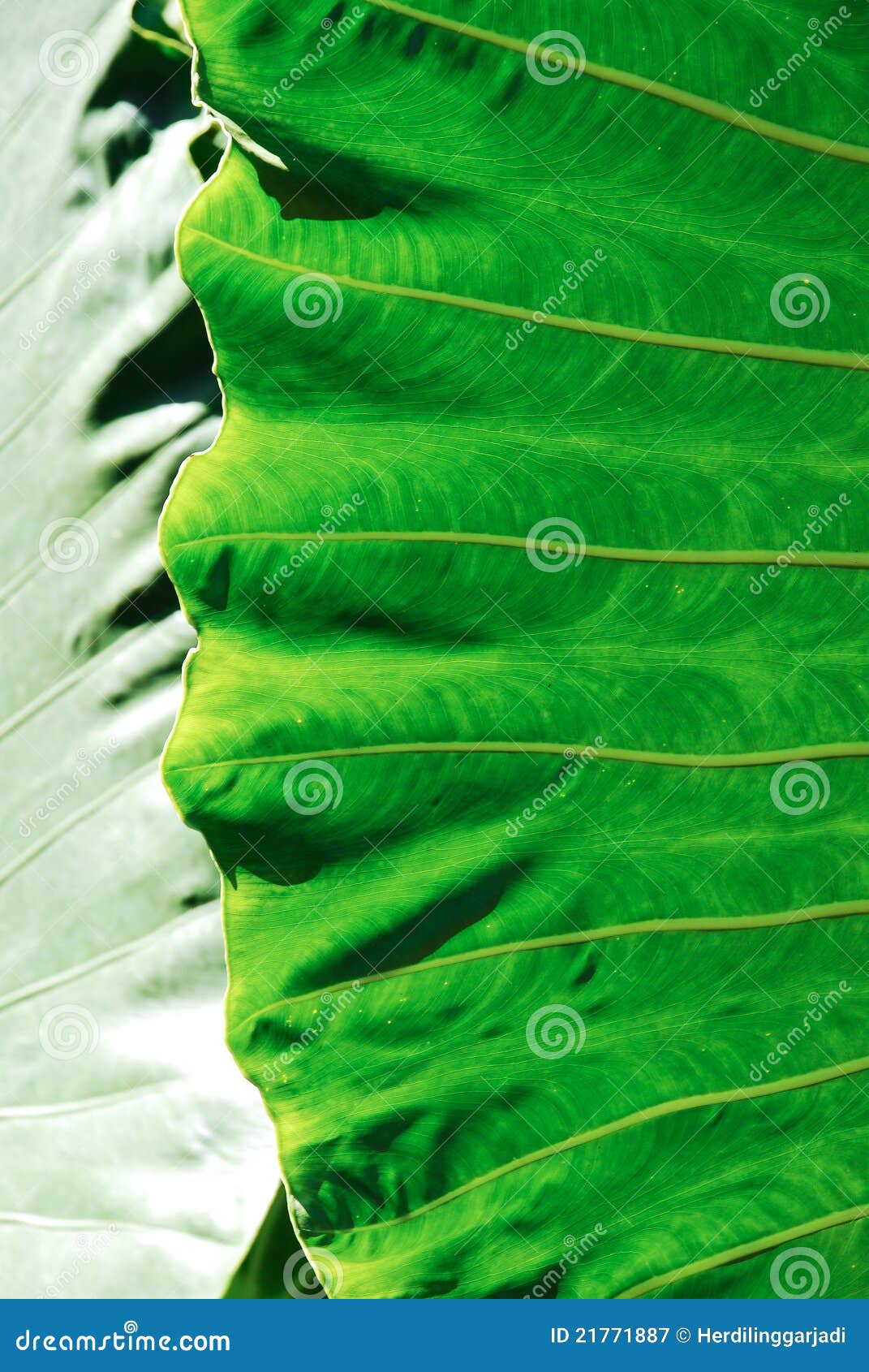 Big araceae leaf stock image. Image of leaf, greenish - 21771887