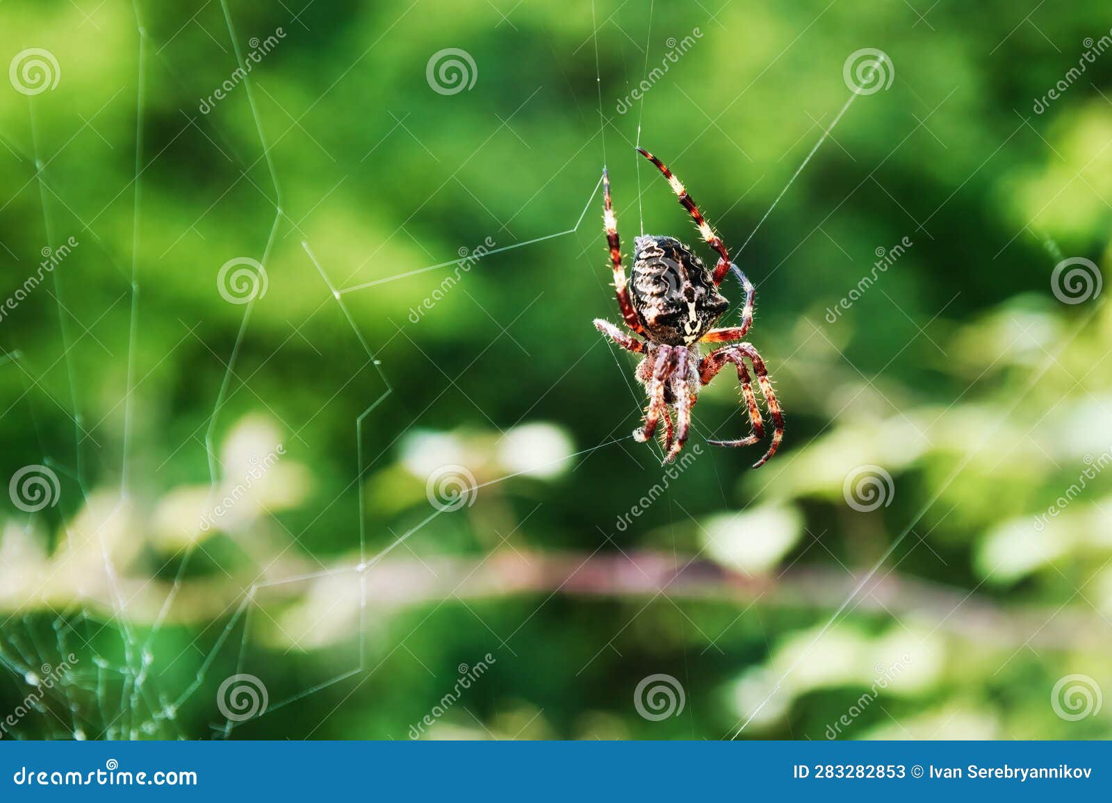 Big Araneus Spider Crawling on the Web in the Forest Stock Image ...
