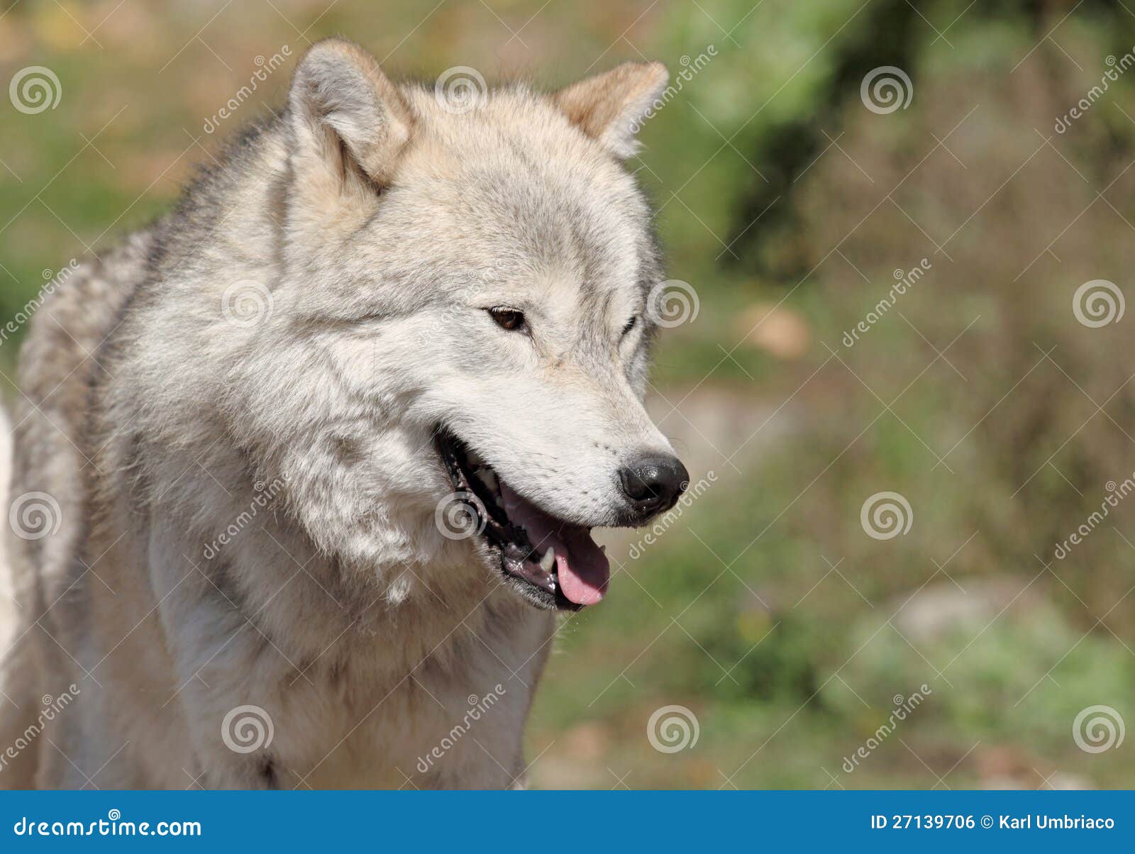 Big arctic wolf stock photo. Image of fall, mammal, nature - 27139706