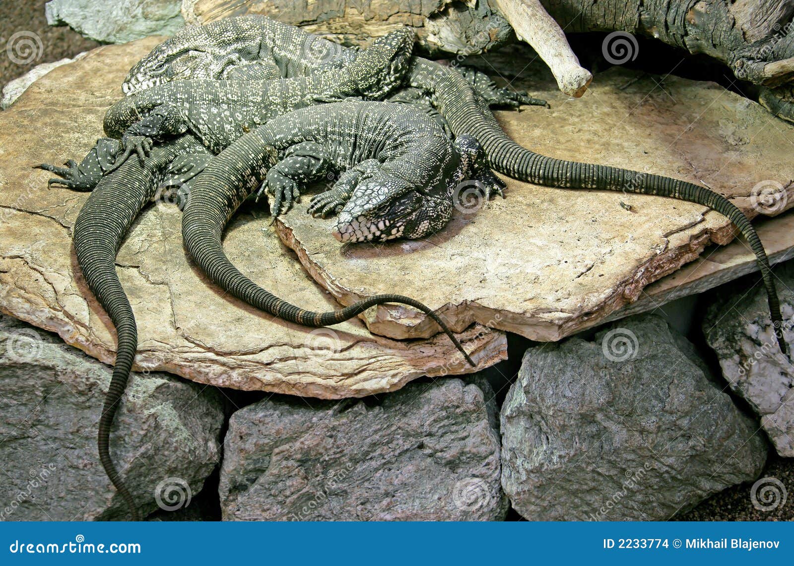 Big Argentinian Teju 1 stock photo. Image of teju, nice - 2233774