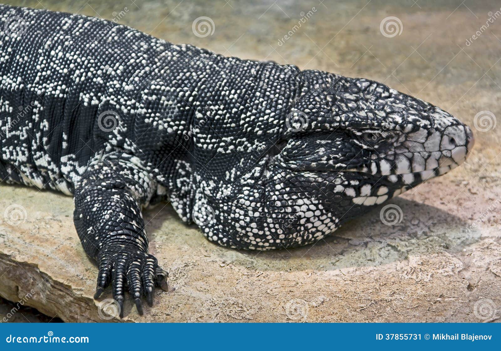 Big argentinian teju 5 stock image. Image of scaly, portrait - 37855731