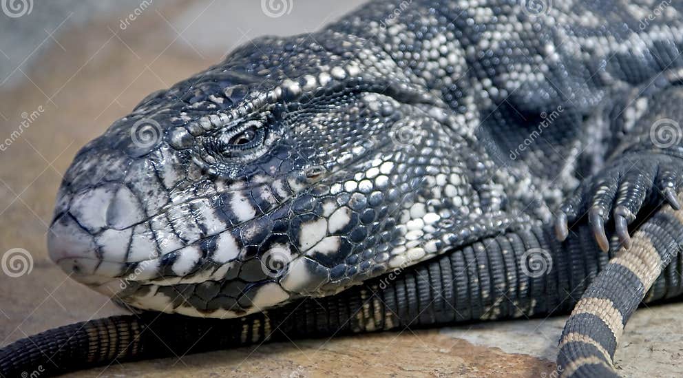 Big argentinian teju 9 stock image. Image of scaly, teju - 14215767