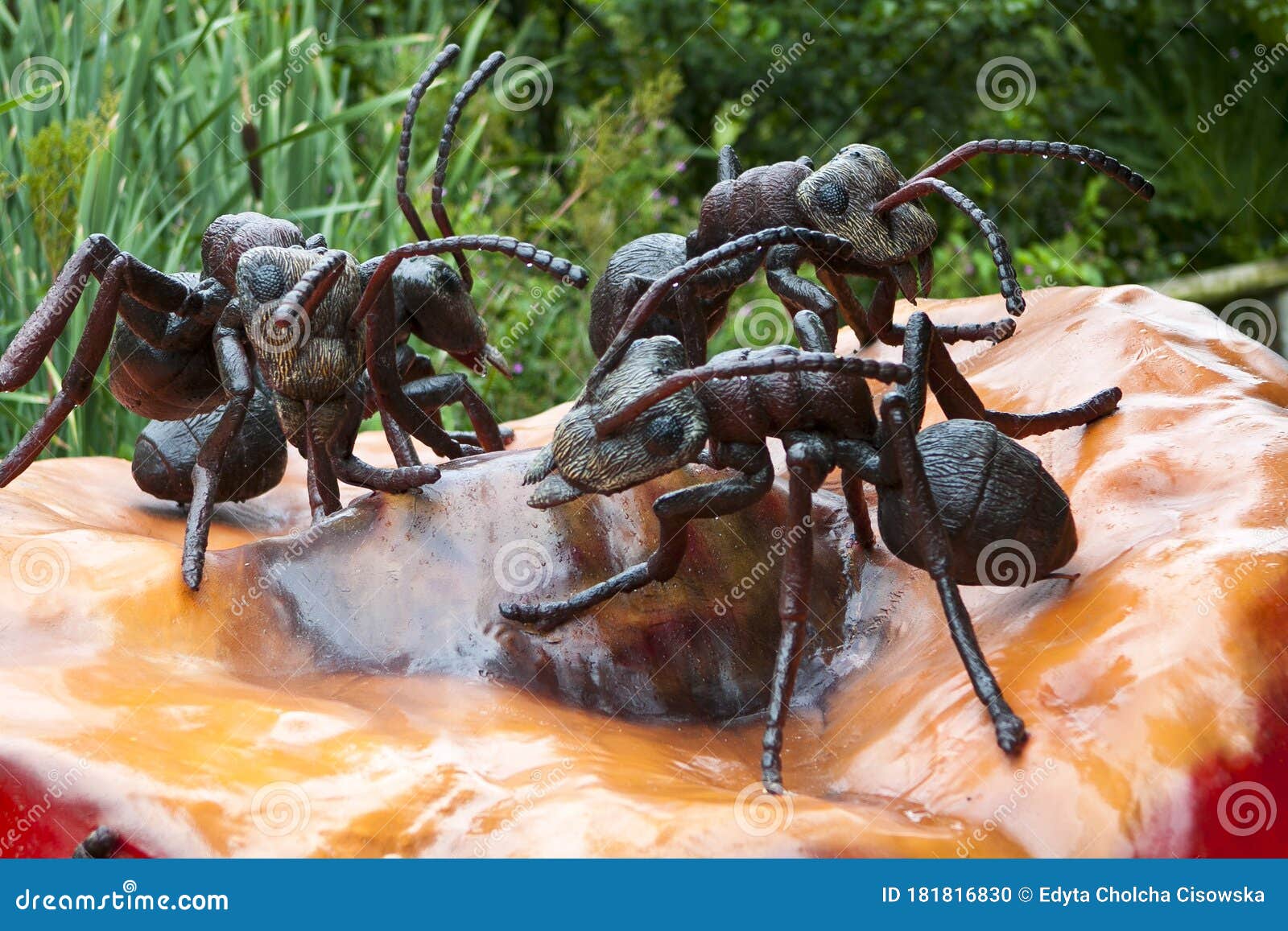Artificial Ants In Plastic Container Royalty-Free Stock Photography ...