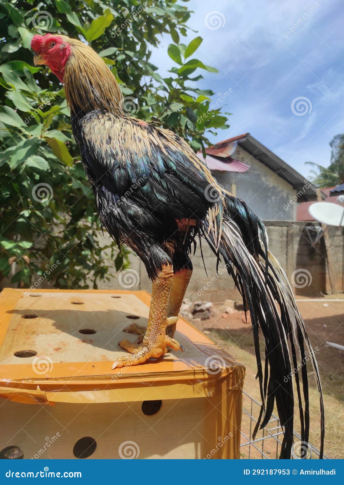 Big Aseel rooster stock image. Image of tail, rooster - 292187953