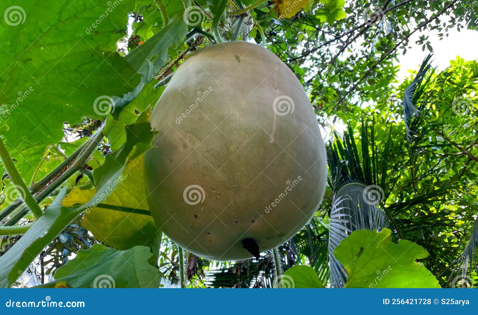Big Ash Gourd in the Garden Close Up Stock Photo - Image of garden ...