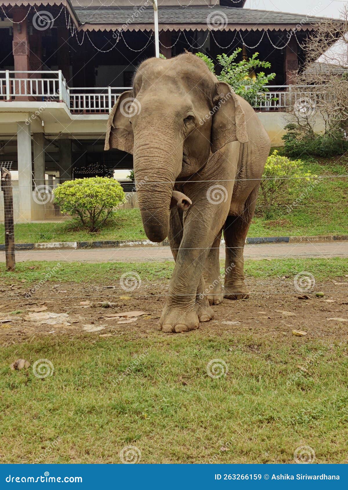 Big asian elephant stock image. Image of ground, standing - 263266159