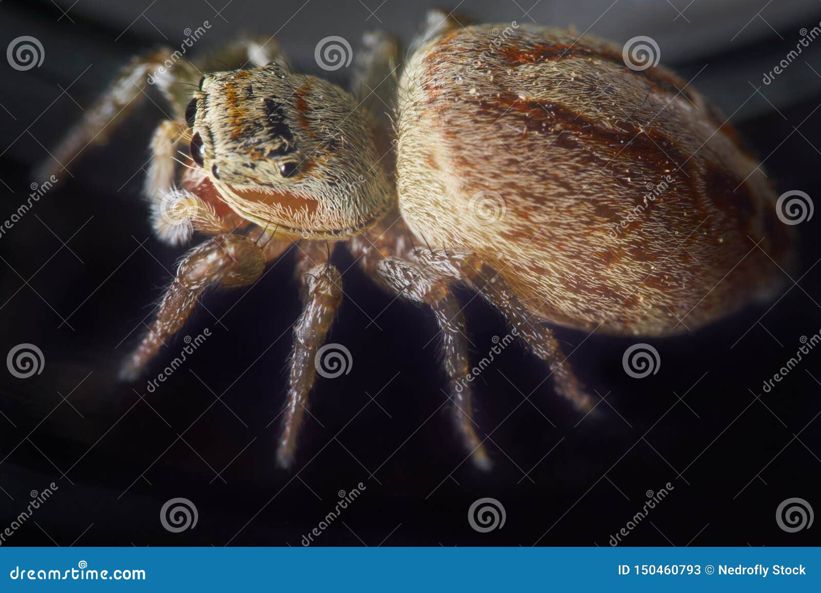 Big Spider and Small Hut Macro Photography Stock Image - Image of brown ...