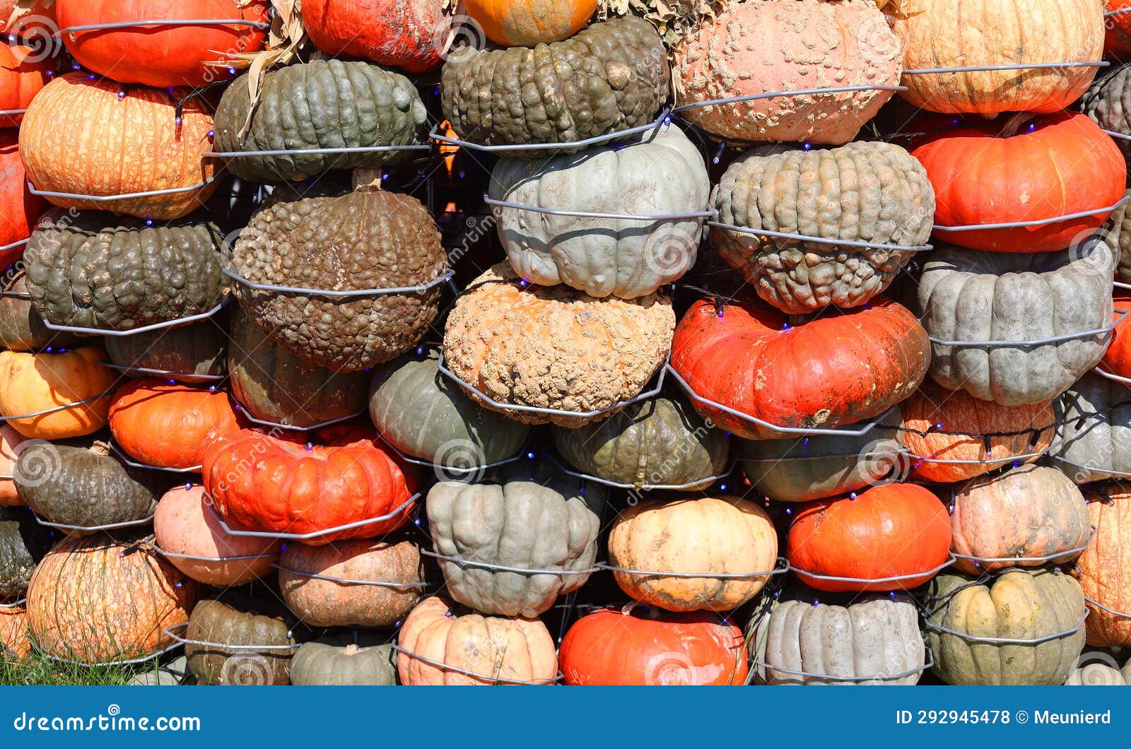 Big Assortment of Decorative Pumpkins and Squashes Stock Photo - Image ...