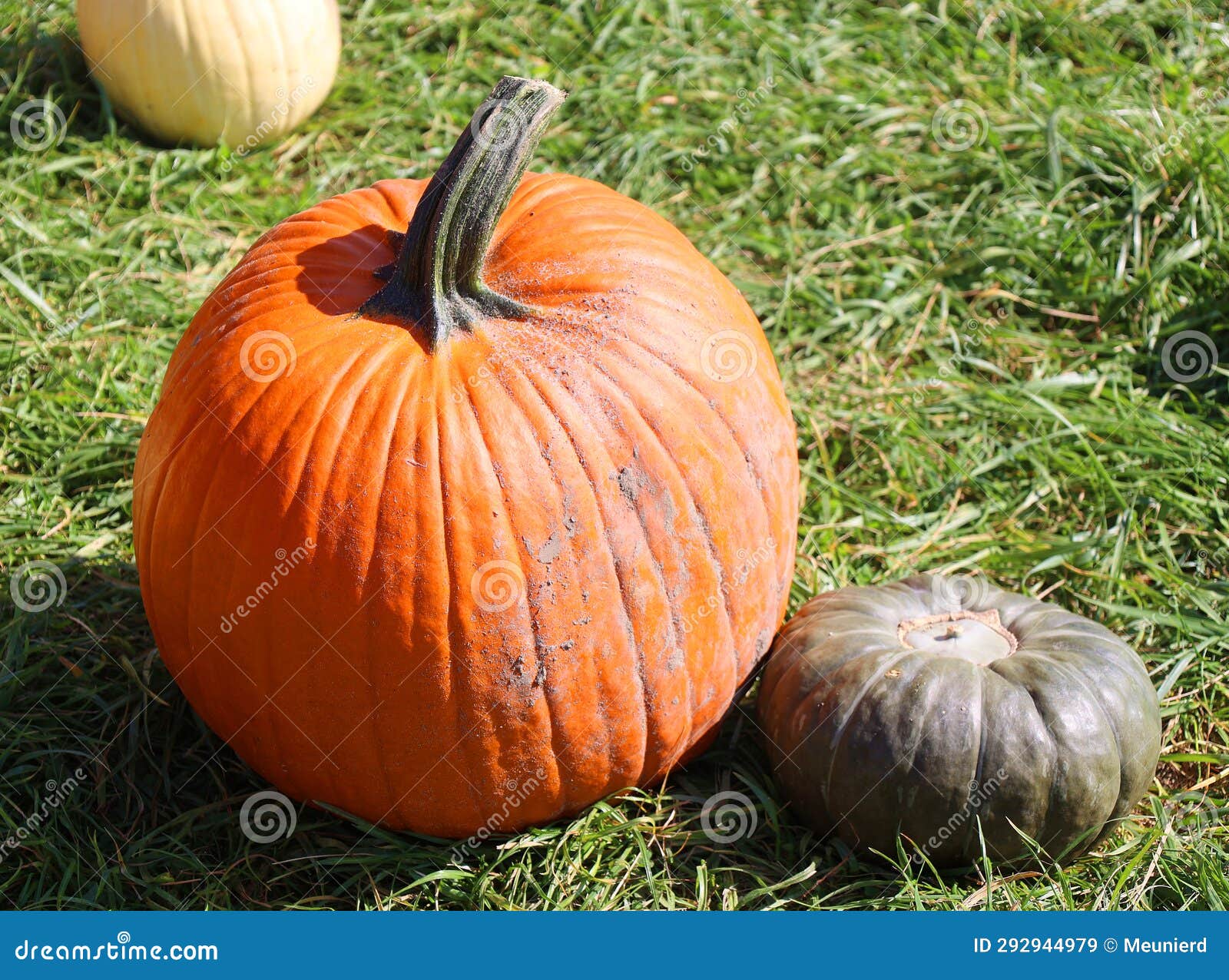 Big Assortment of Decorative Pumpkins and Squashes Stock Image - Image ...