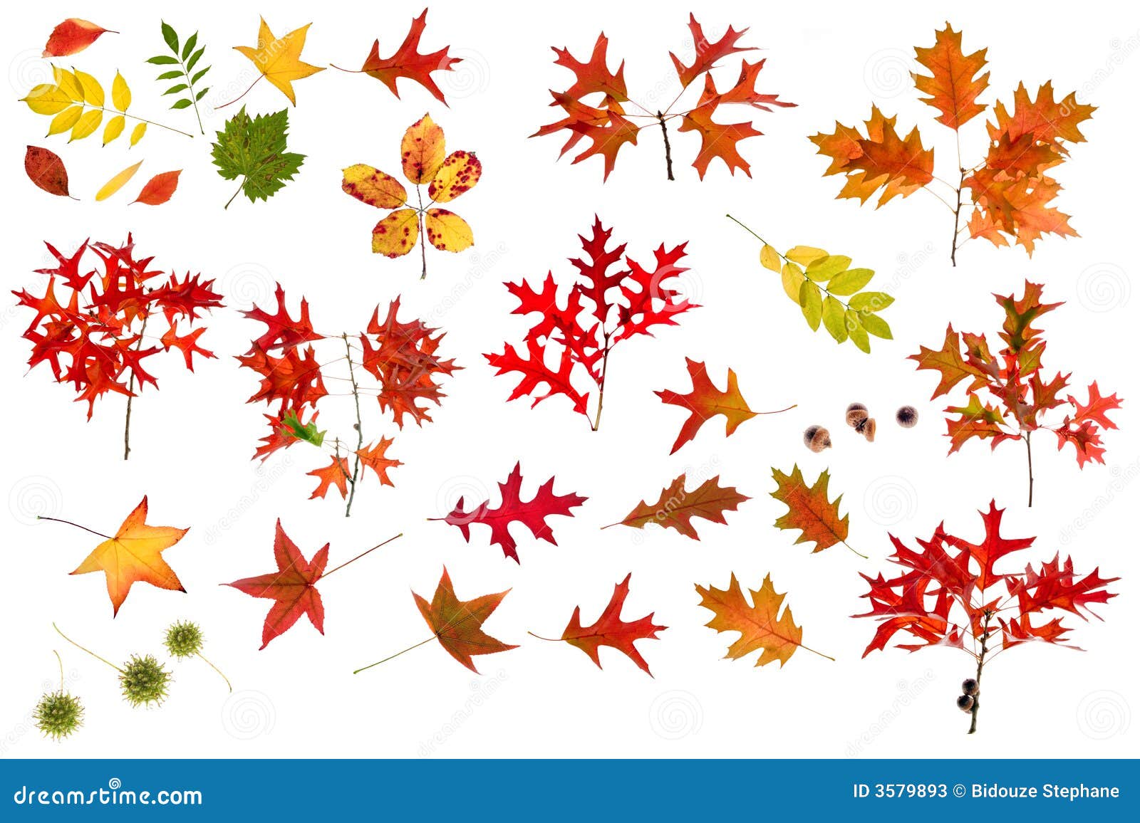 Big Autumn Leaves Collection Stock Image - Image of orange, nature: 3579893
