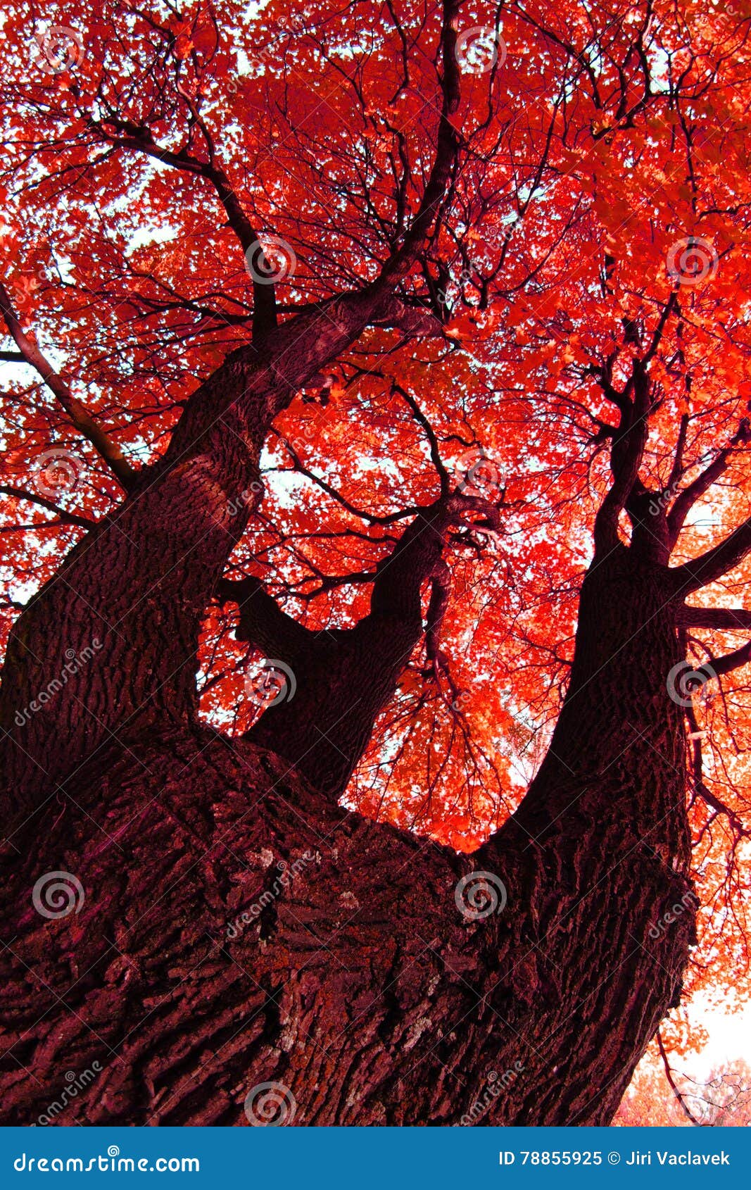 Big autumn tree stock image. Image of beautiful, forest - 78855925