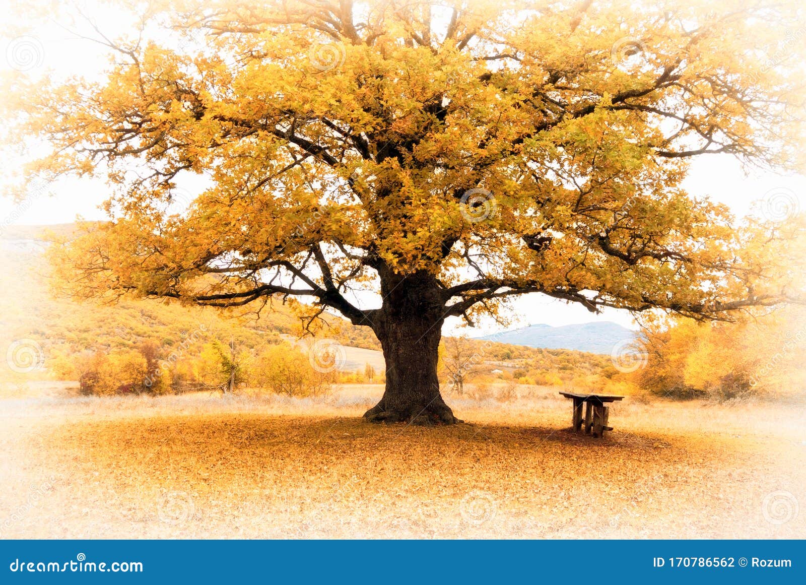 Big autumn tree stock photo. Image of countryside, lone - 170786562