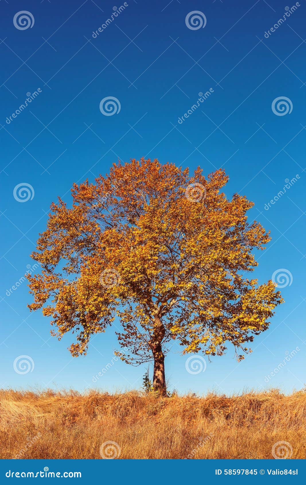 Big Autumn Tree and Deep Blue Sky Stock Image - Image of fall, light ...