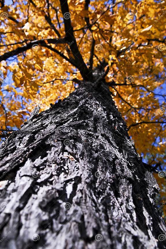 Big Autumn Tree in Fall Park Stock Image - Image of park, plants: 5379843