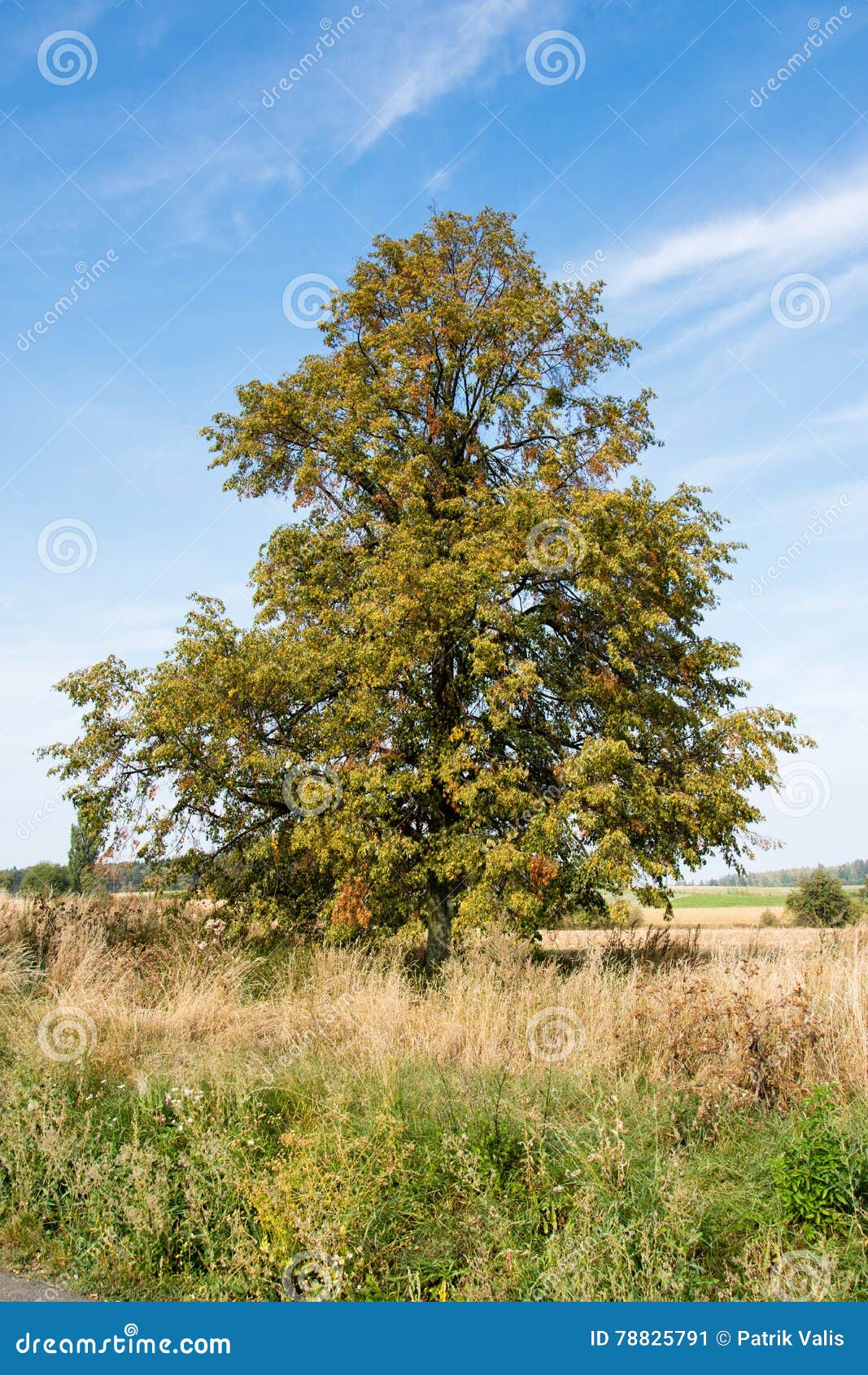 Big autumn tree. stock image. Image of nature, organic - 78825791