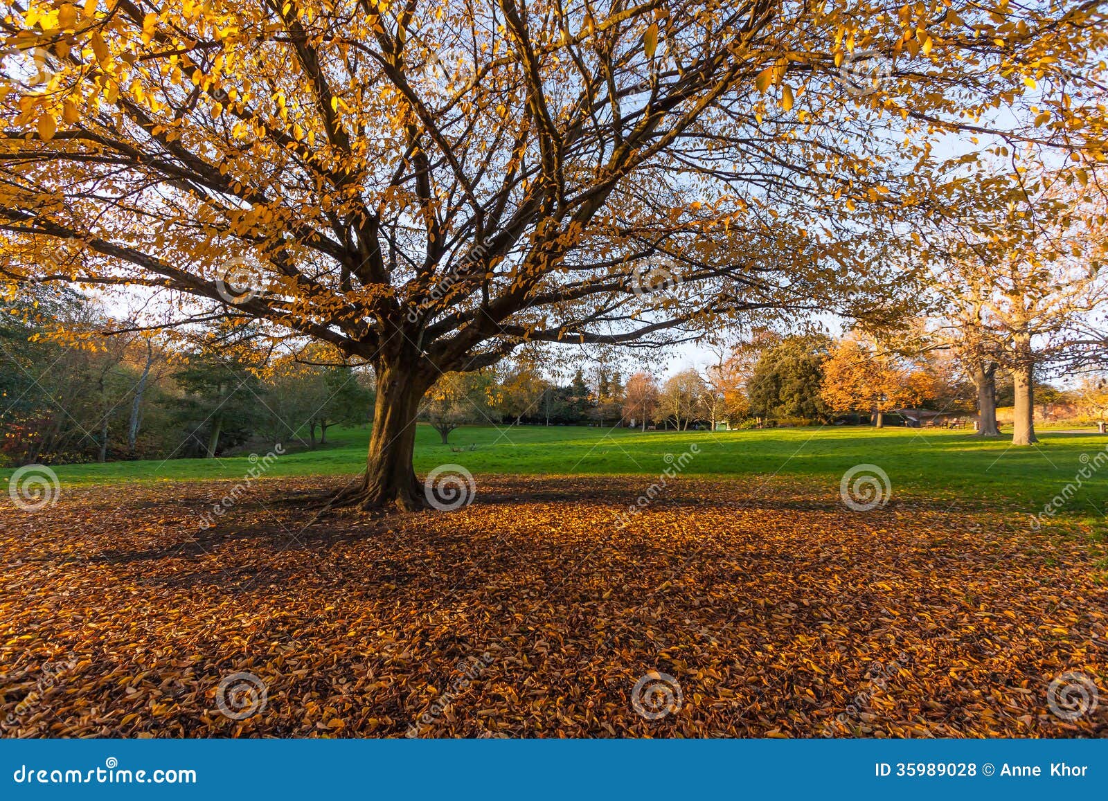 Big Autumn Tree in the Park Stock Photo - Image of sunny, landscape ...