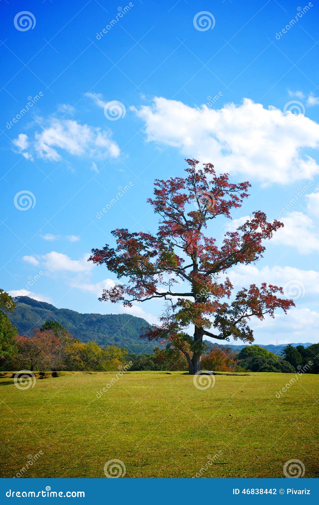 Big Autumn Tree with Red Leaves Stock Photo - Image of october, object ...