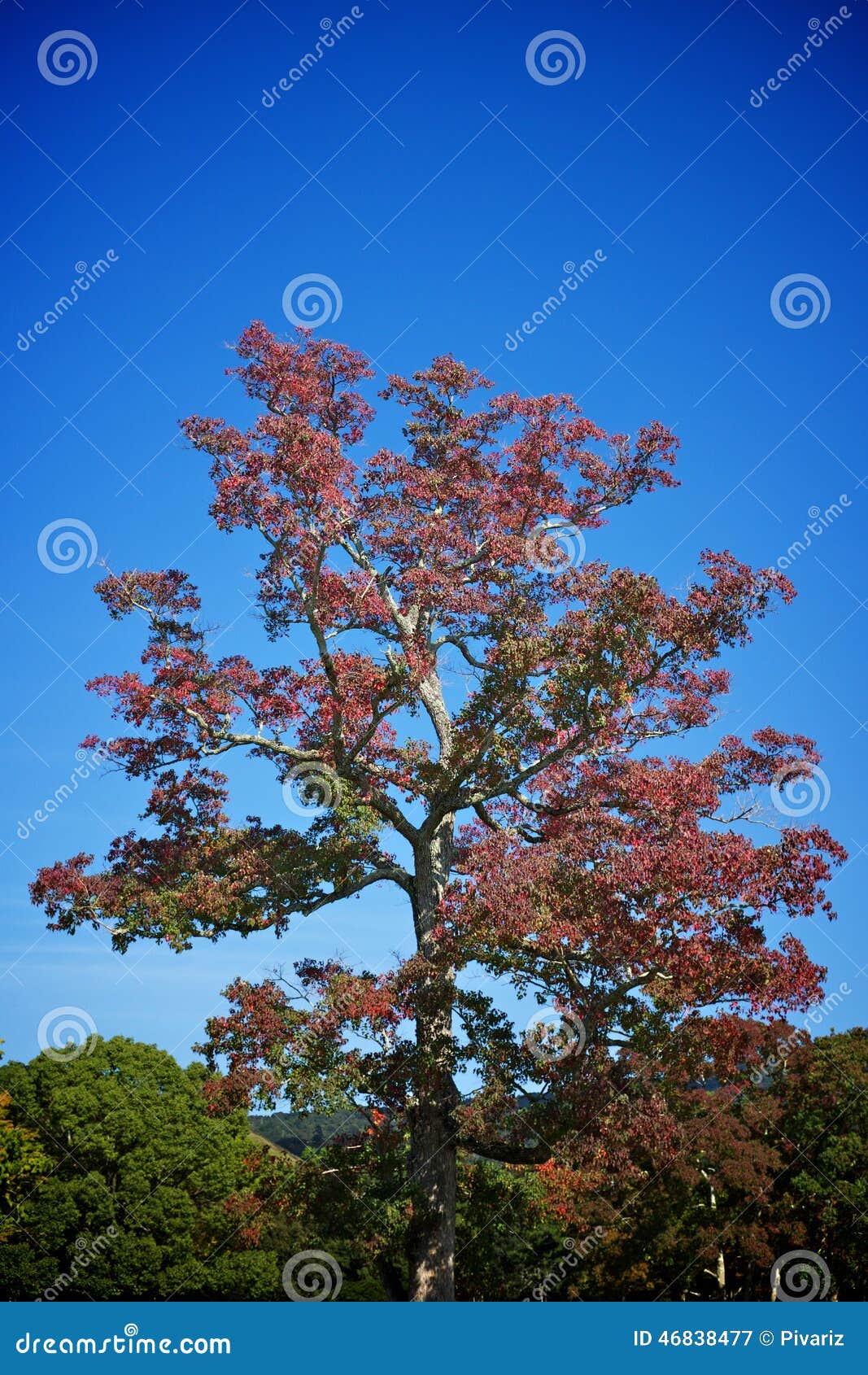Big Autumn Tree with Red Leaves Stock Image - Image of clear, leaves ...