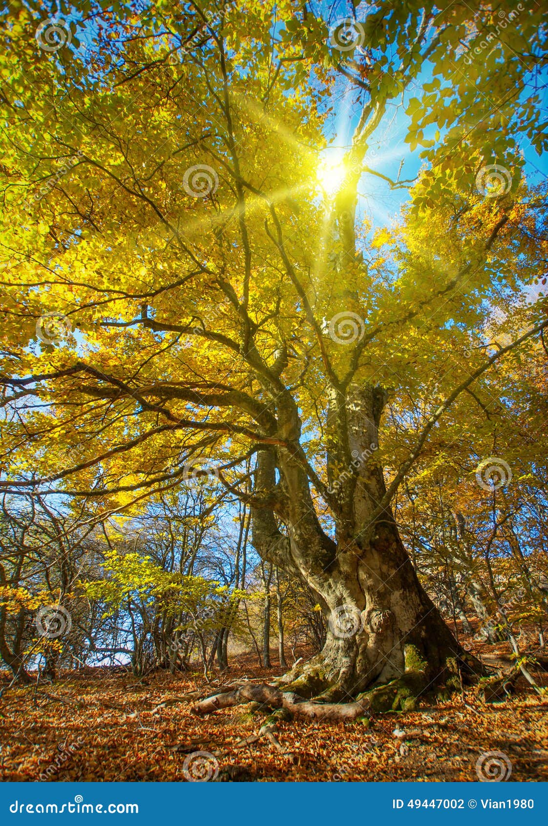 Big autumn tree stock photo. Image of countryside, rural - 49447002