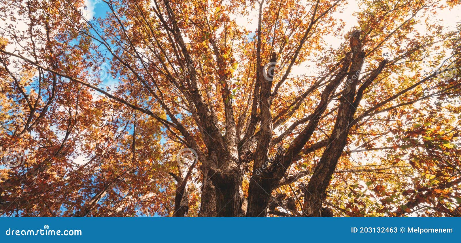 Big Autumn Tree from Underneath Stock Image - Image of time, underneath ...