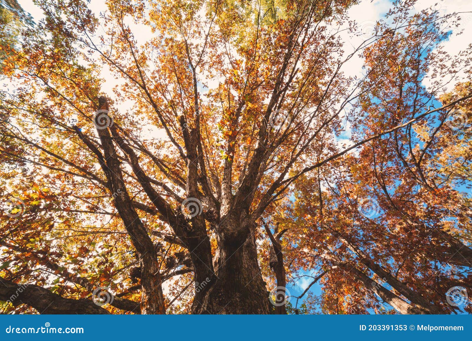 Big Autumn Tree from Underneath Stock Image - Image of woods, tree ...