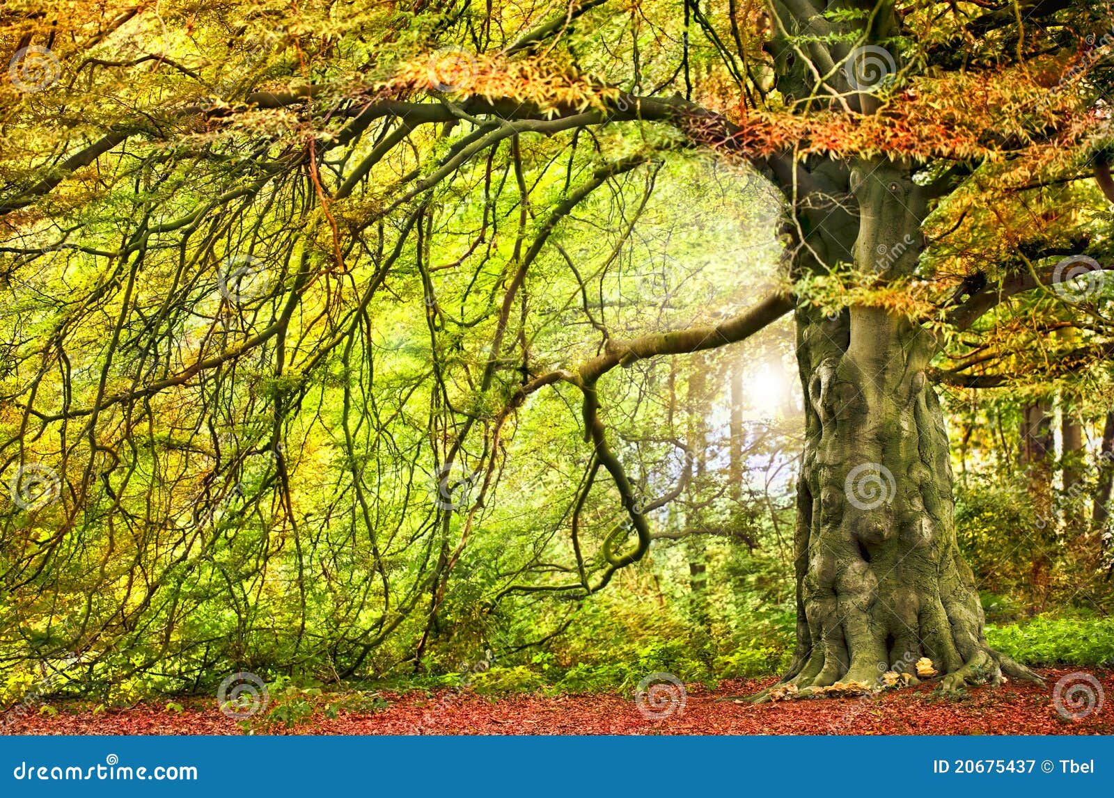 Big autumnal tree stock image. Image of seasonal, colour - 20675437
