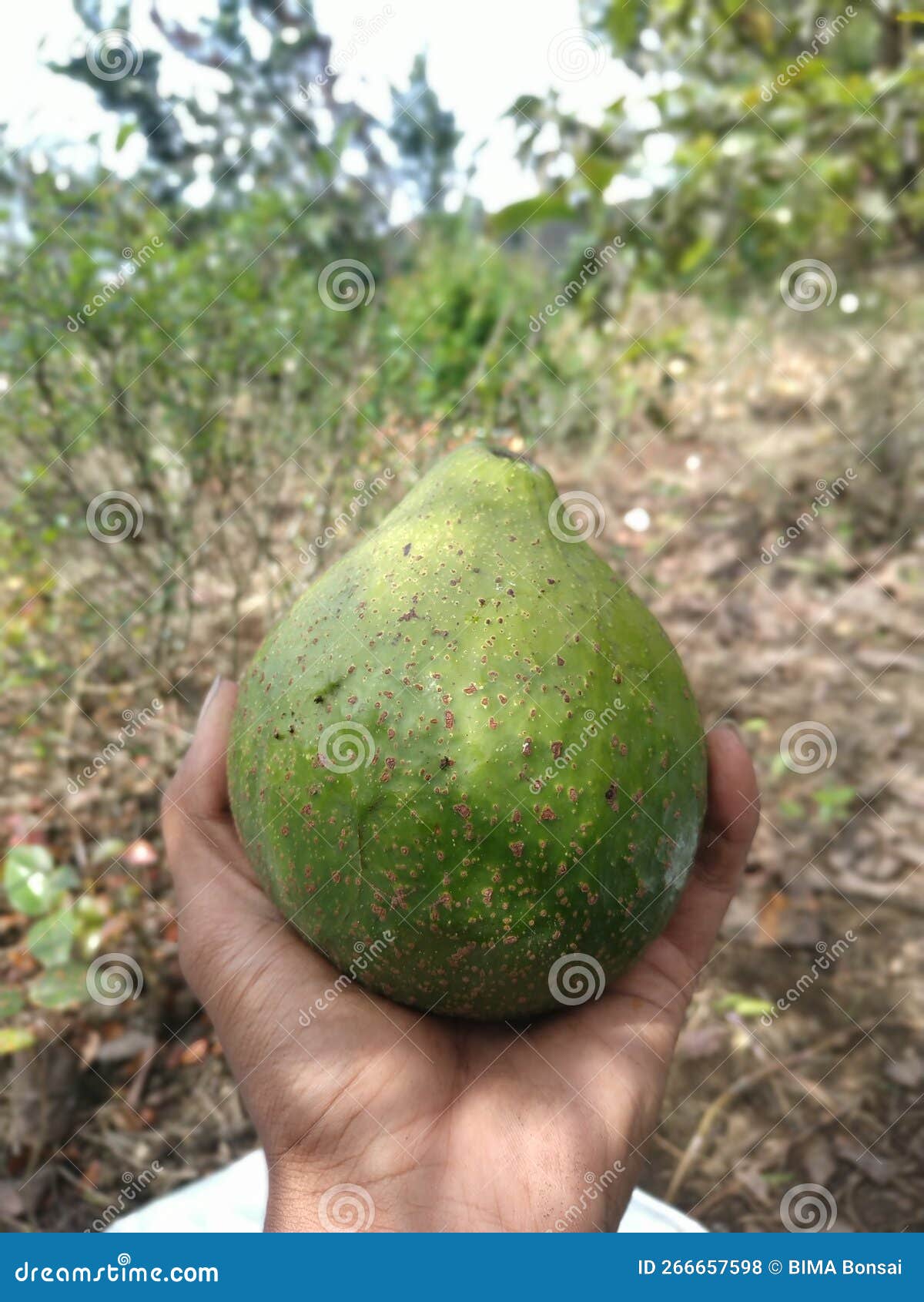 Big Avocado in indonesia stock photo. Image of fruit - 266657598
