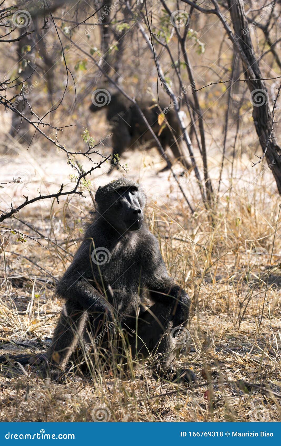 Big baboon in Namibia stock photo. Image of park, outdoor - 166769318