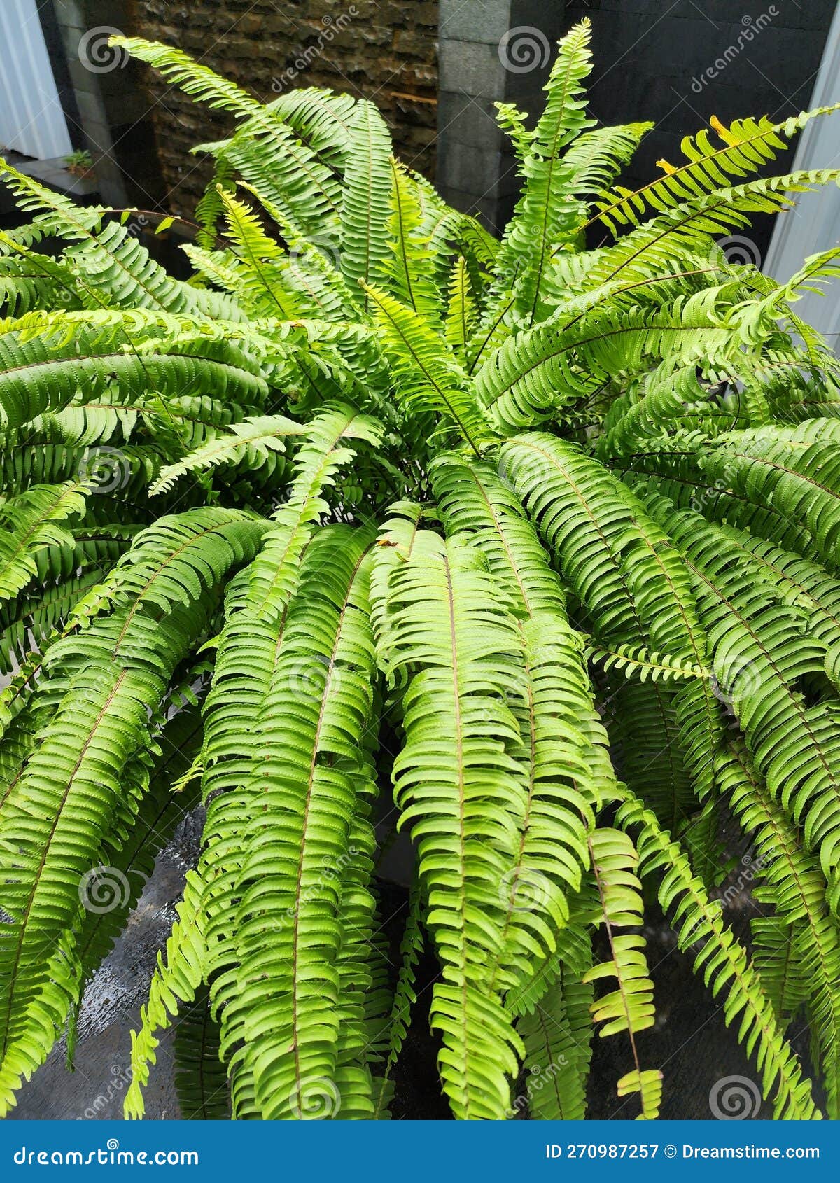 Big baby fern stock image. Image of green, baby, plantae - 270987257