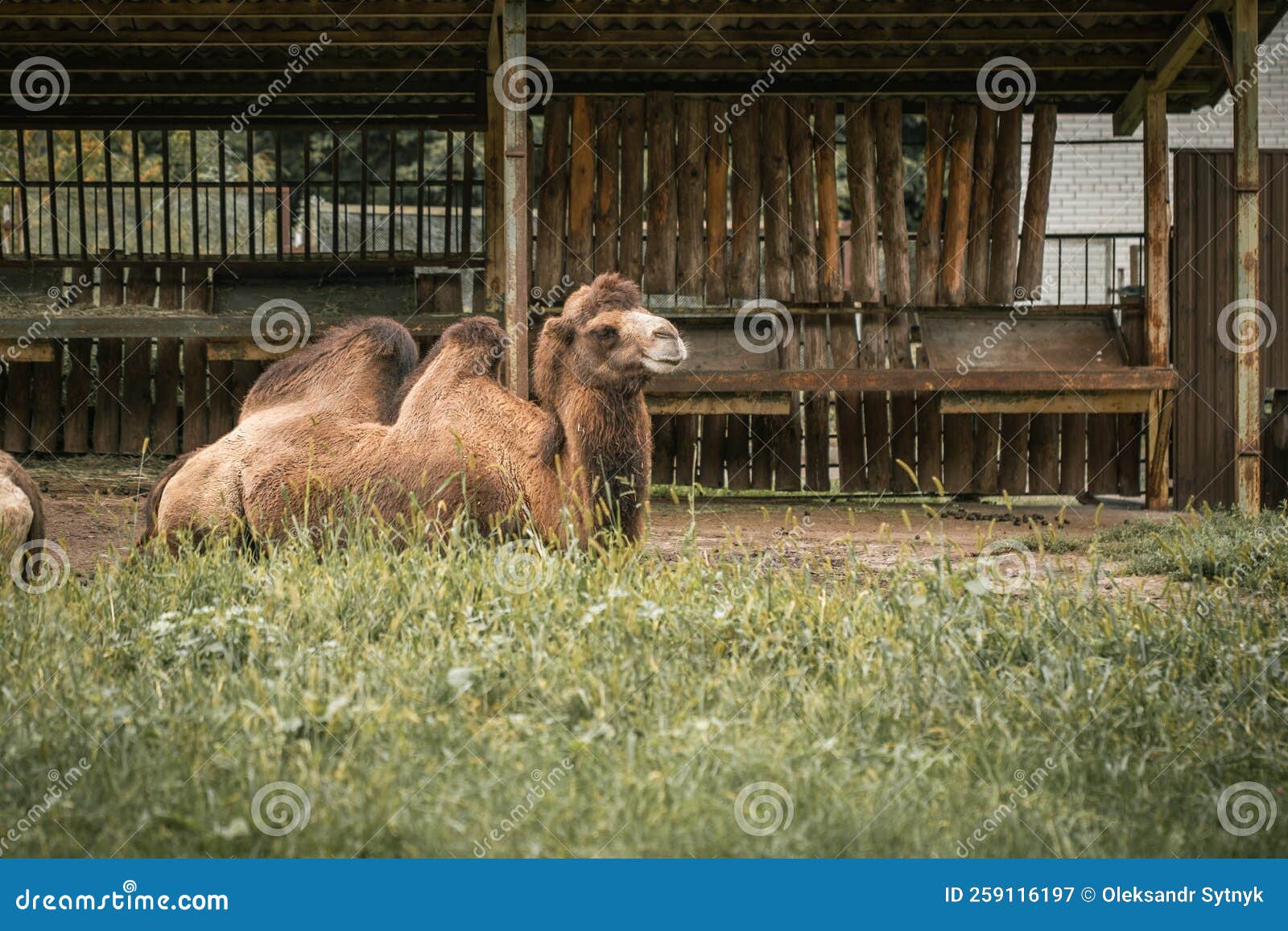 Big Bactrian Camel with Two Humps on Its Back Lying on the Grass in a ...
