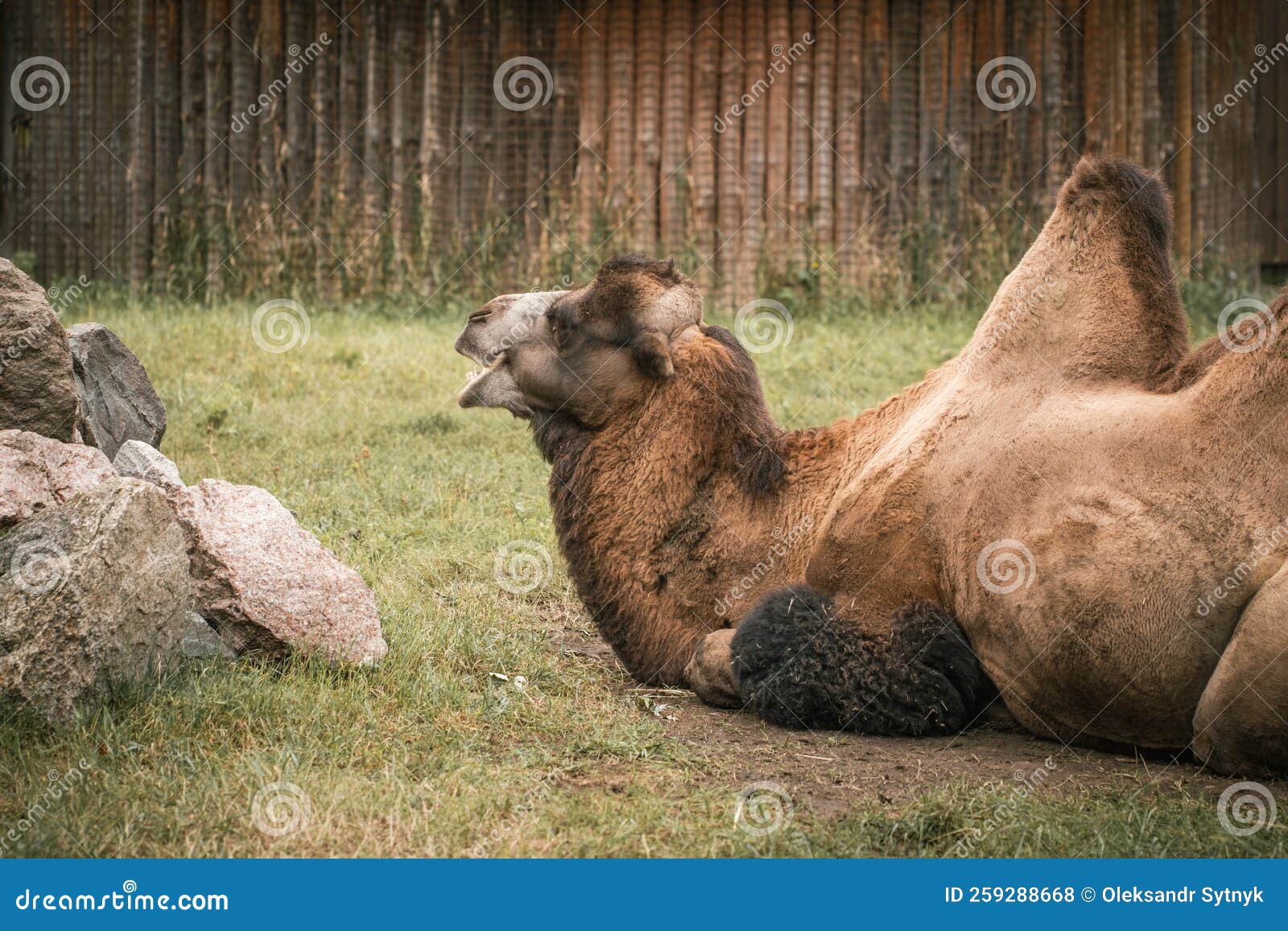 Big Bactrian Camel with Two Humps on Its Back Lying on the Grass in a ...