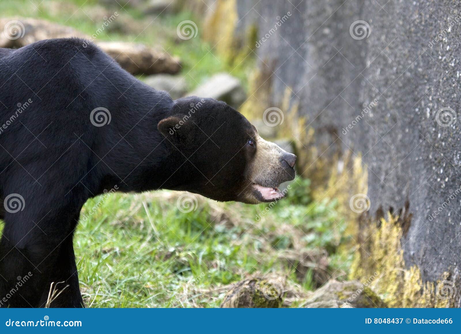 Big Bad Bear Picture. Image: 8048437