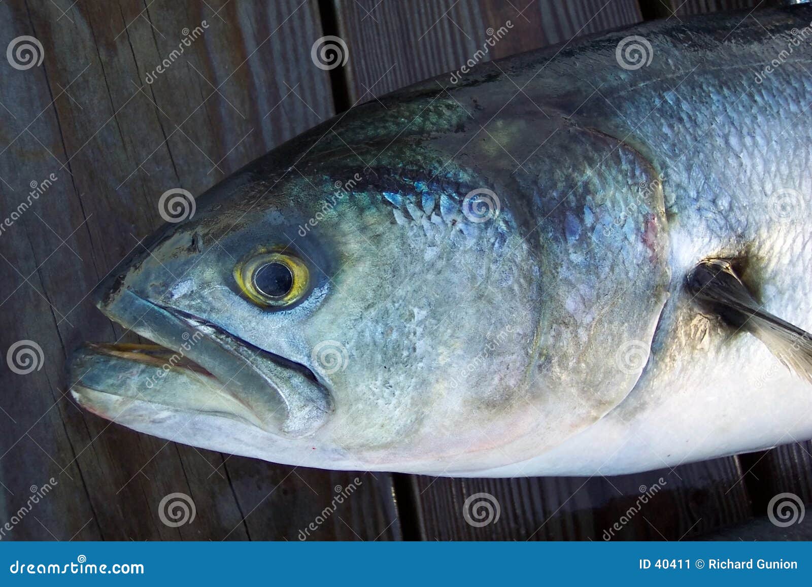 Big Bad Bluefish stock image. Image of chesapeake, bluefish - 40411