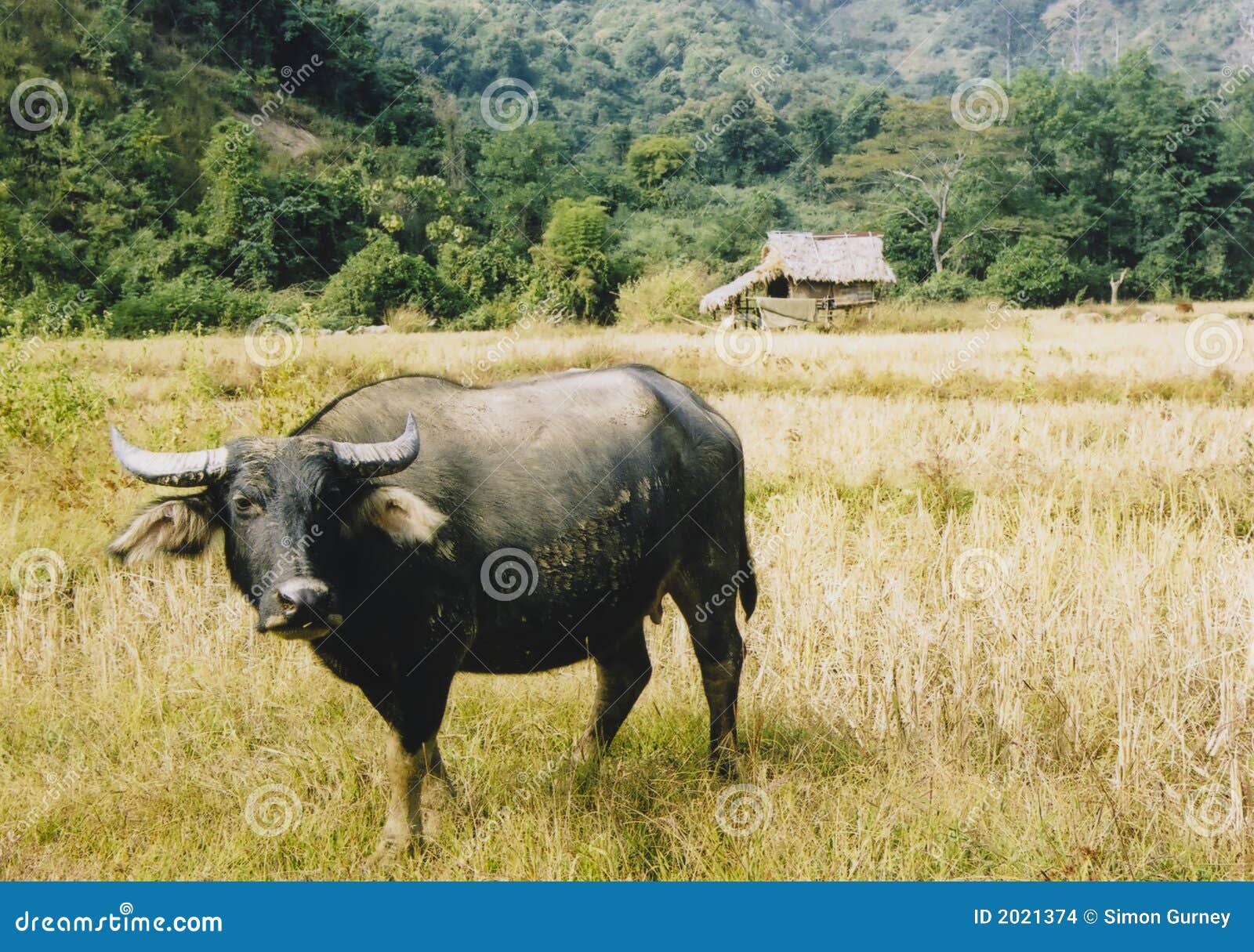 Big bad buffalo stock photo. Image of asia, agriculture - 2021374